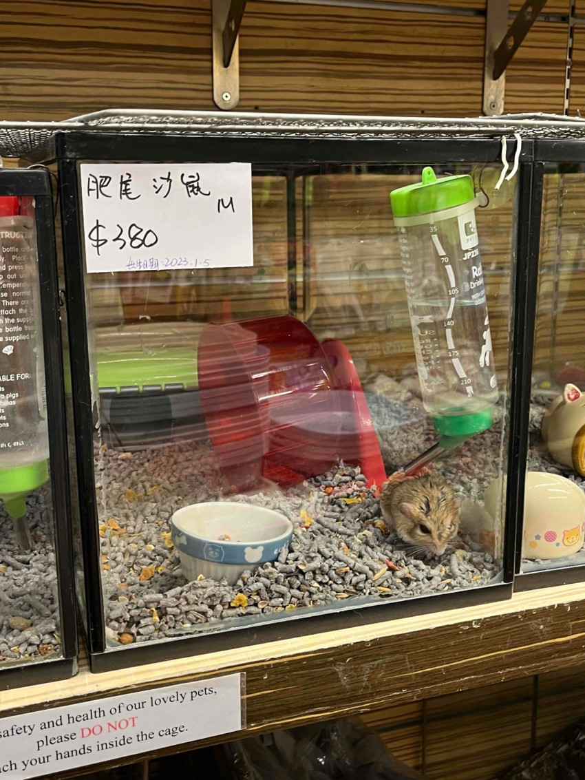 Pet Pet Macau（氹仔總店） | | - 澳門指南 Macau Central