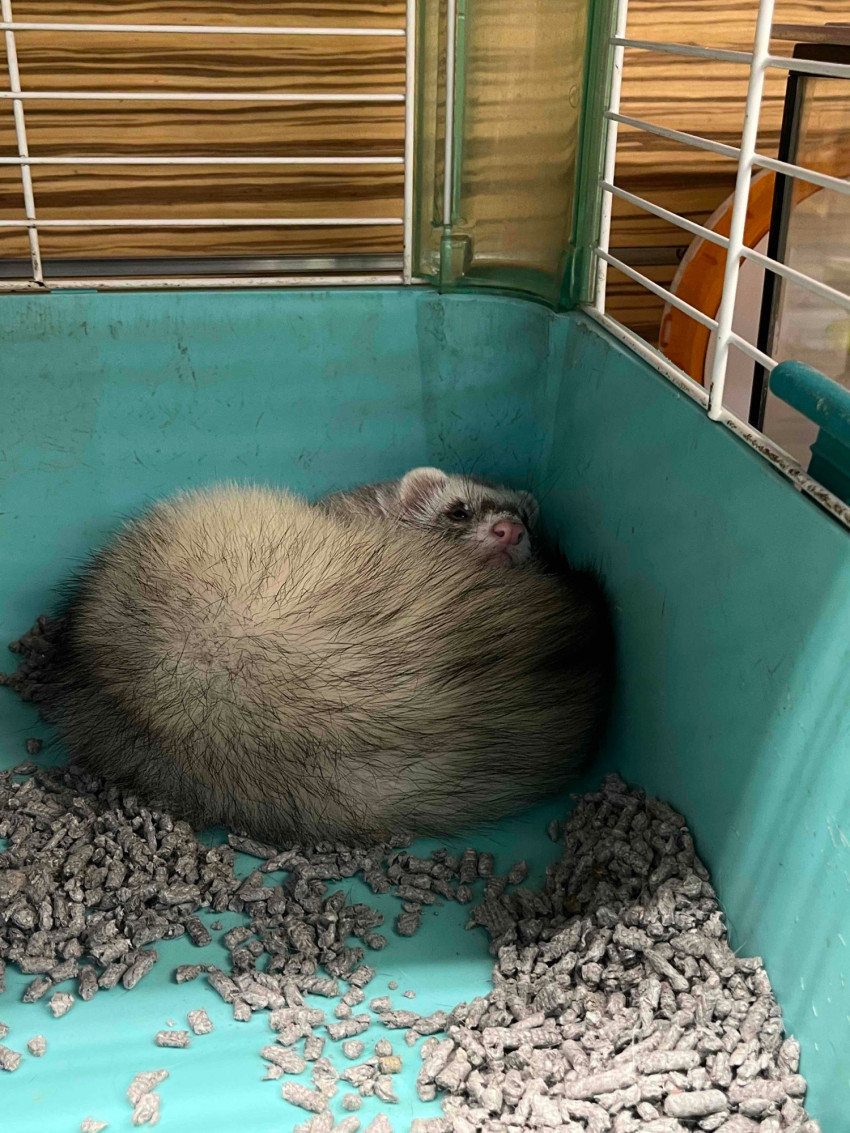 Pet Pet Macau（氹仔總店） | | - 澳門指南 Macau Central