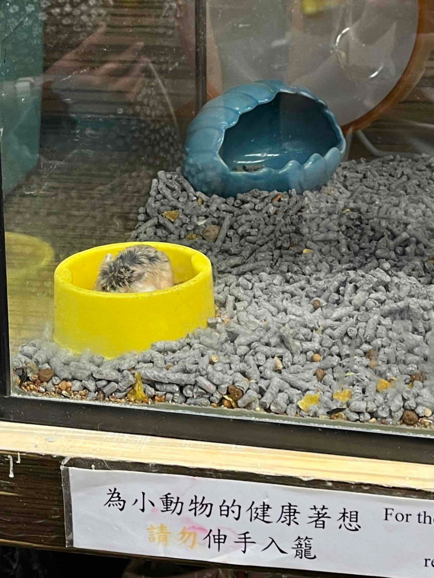 Pet Pet Macau（氹仔總店） | | - 澳門指南 Macau Central